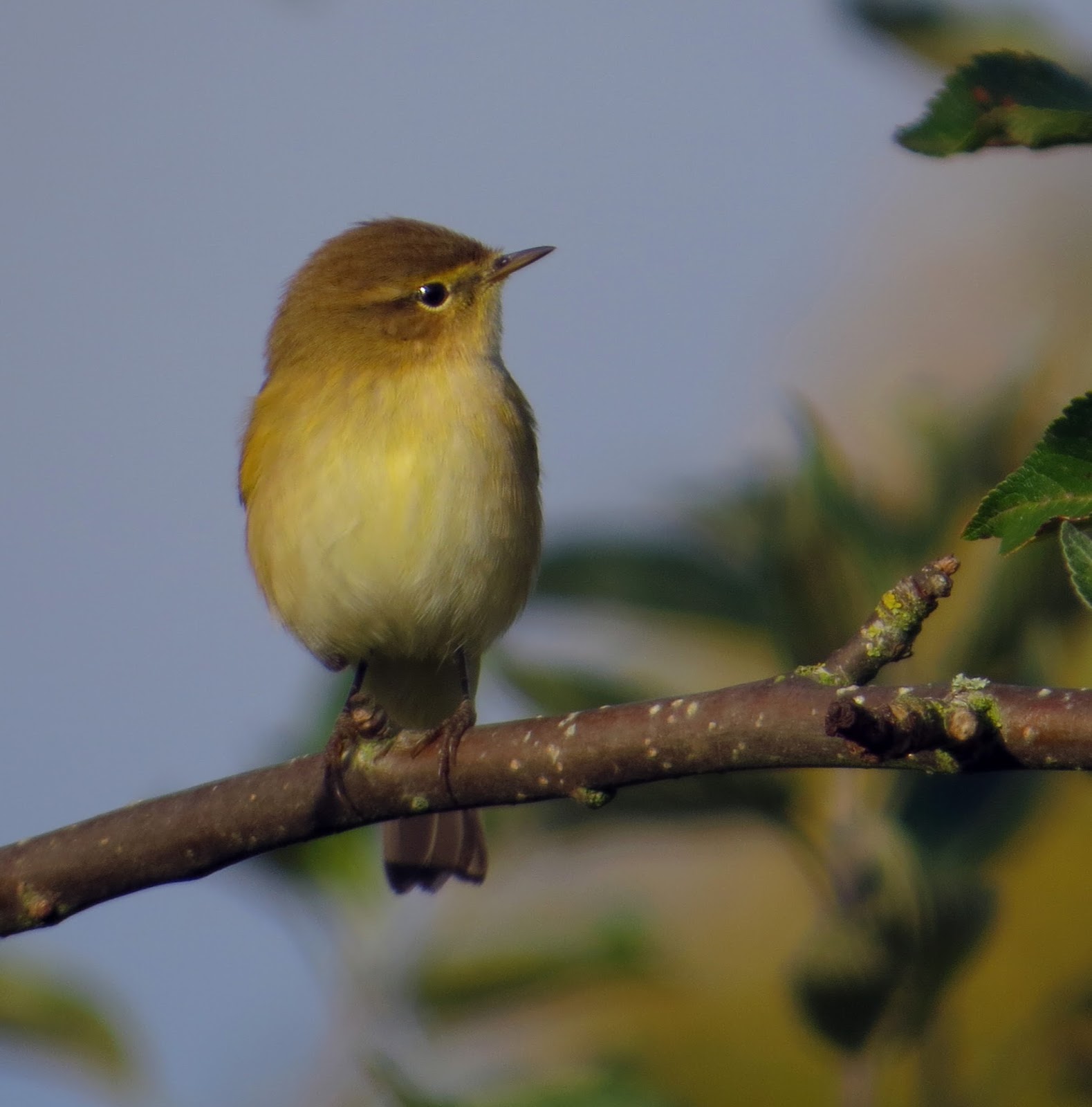 Northamptonshire Birding: Frosty November birds