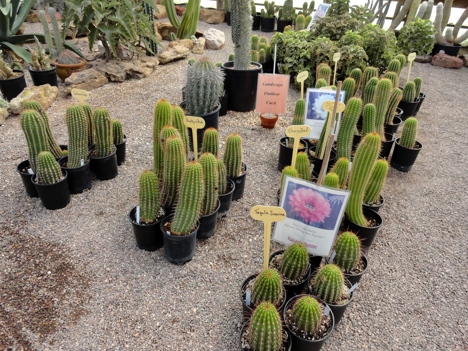 danger garden: Buffalo Bill’s Exotic Cactus Ranch, again (yawn….)