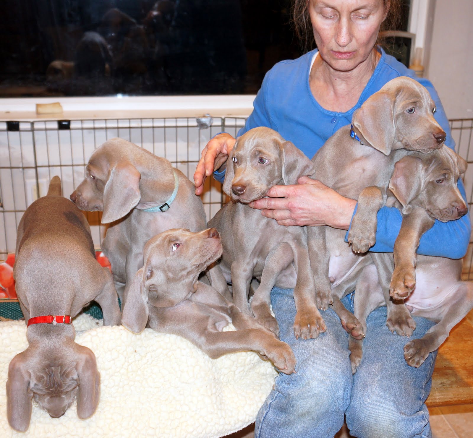 RoseWin Weimaraners: ROSEWIN PUPPY PACK 8 weeks old from CERVELO / LILY LITTER Jan 2012