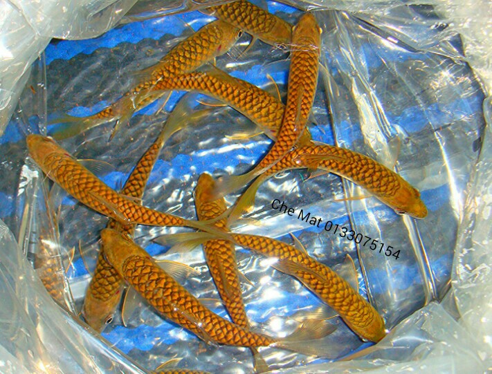 Ikan Kelah Bara Lipan: Ikan Kelah Bara @ Malaysian Red Mahseer