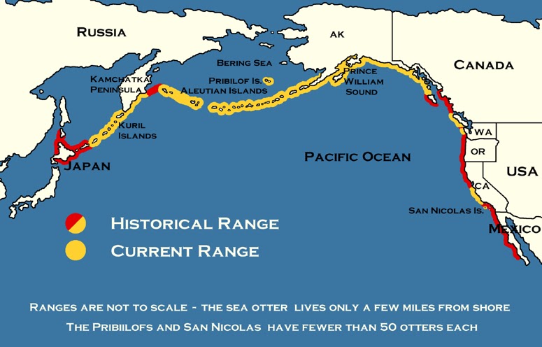 Celebrate A Conservation Success Story During Sea Otter Awareness Week!