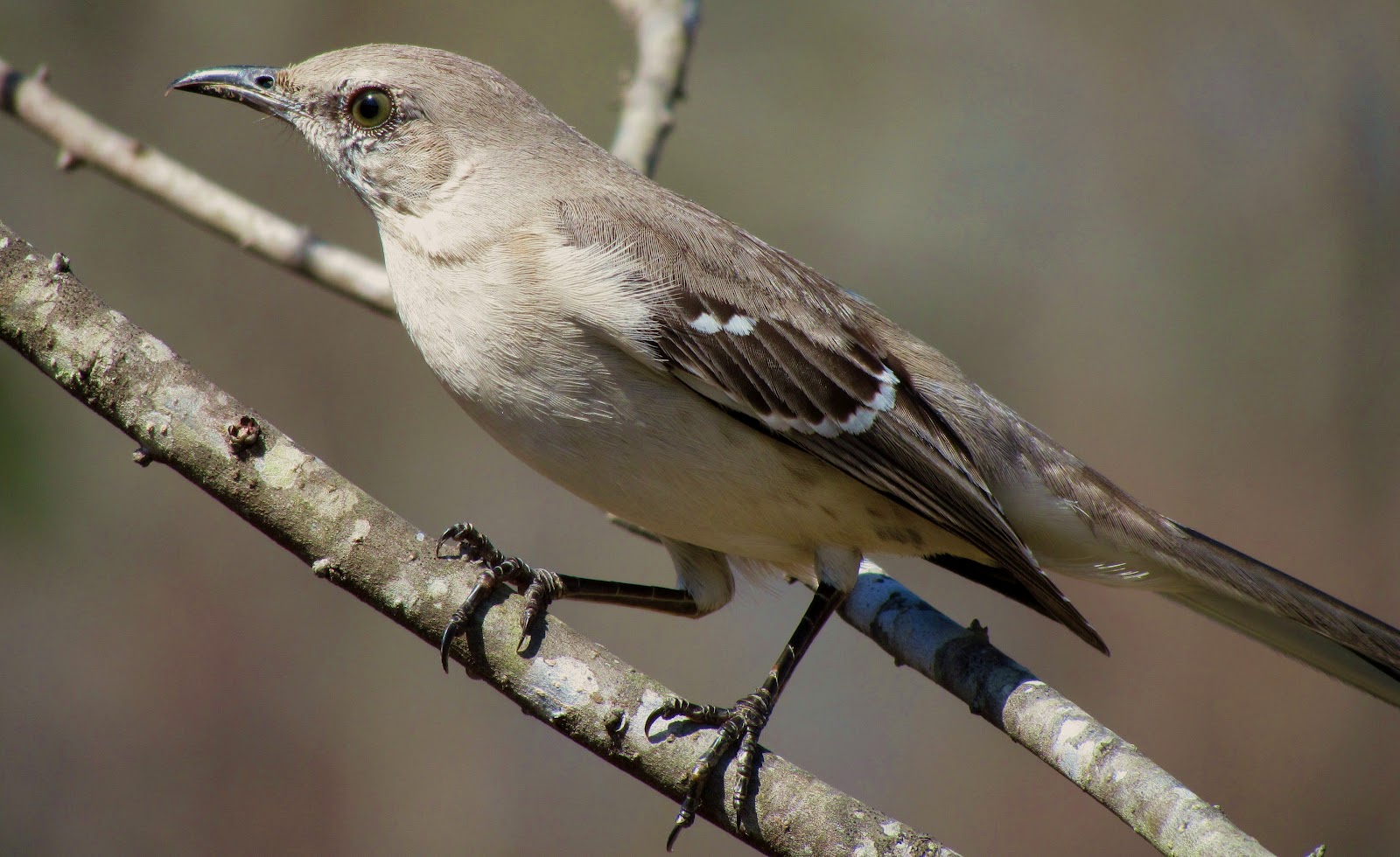 Birding Bros. Blog: The Usual Suspects, Part II