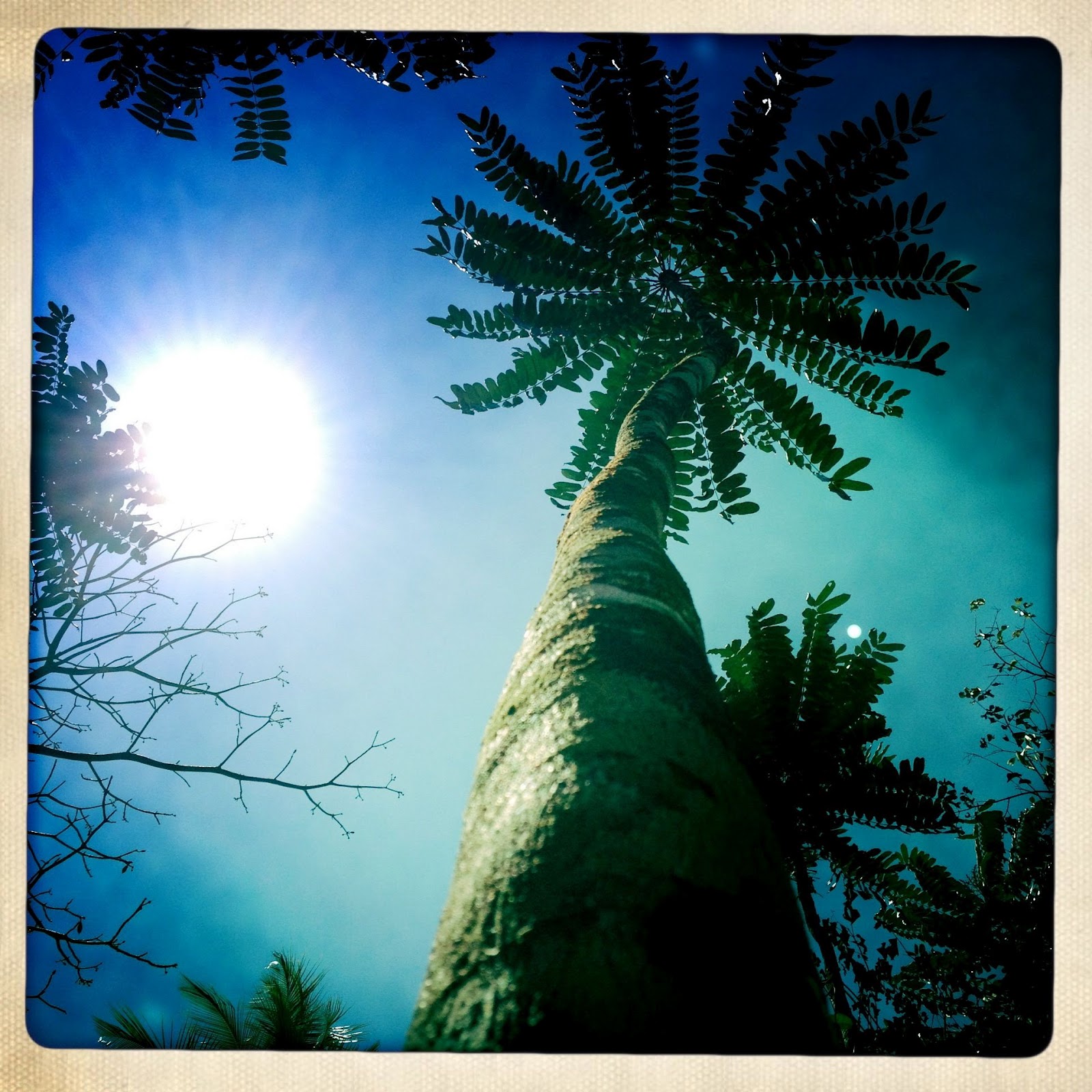 jilldupre'design: Costa Rican adventure. Mardi Gras break 2012.