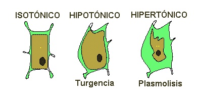 Biologia: PLASMOLISIS