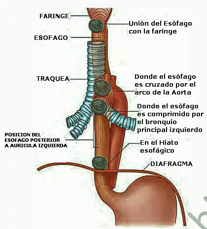 Revision Casos De Cirugia General: BATERIAS DE BOTÓN EN TRACTO ...