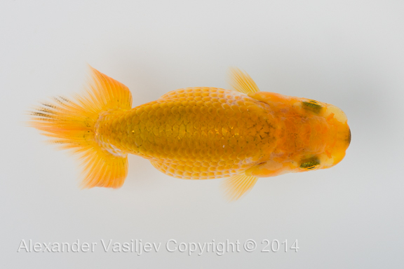 HIGH RANCHU: RED IS THE COLOR