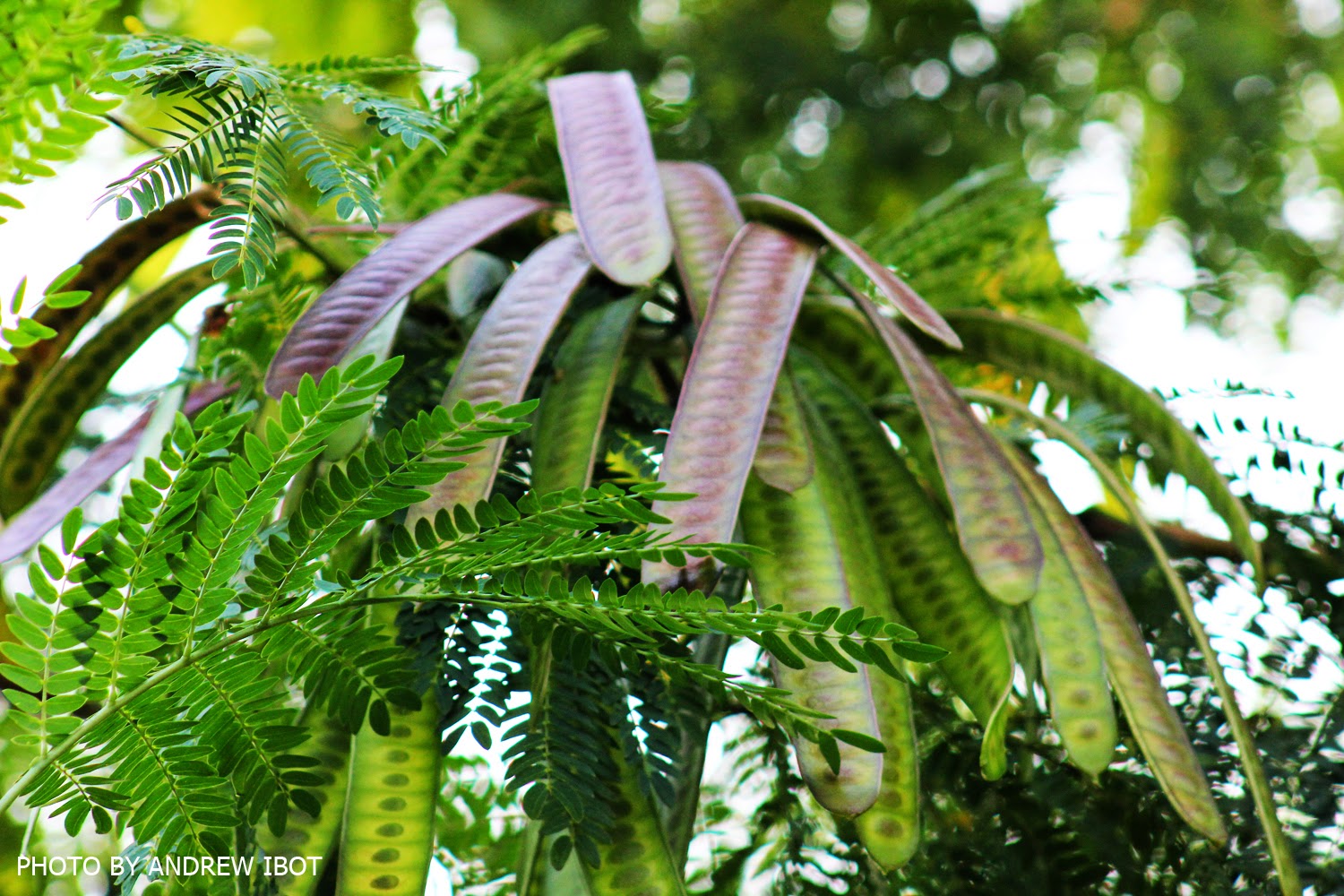 Ako si ANDREW IBOT!: Ipil-ipil (Leucaena glauca L.)