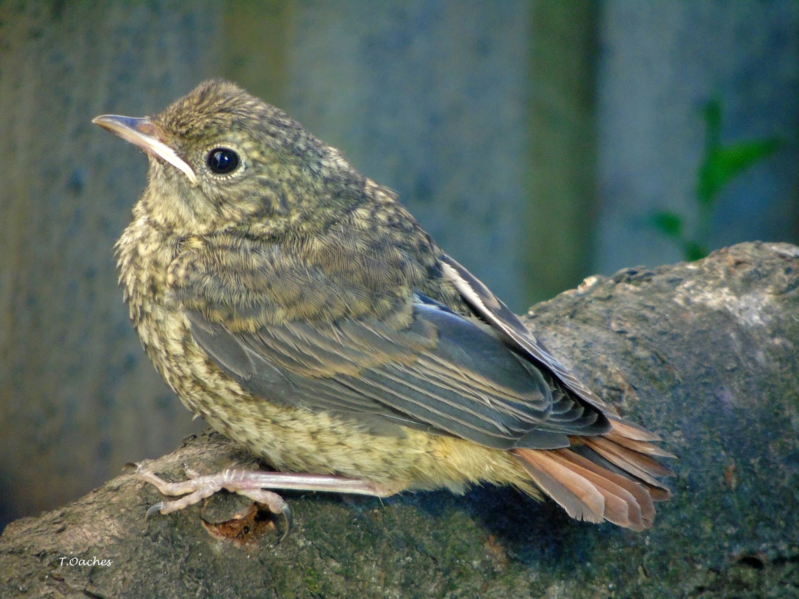 PASARI DIN ROMANIA: CODROS DE PADURE (2), Phoenicurus phoenicurus