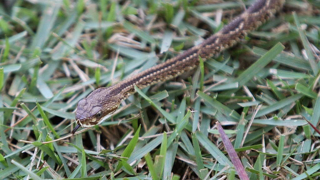 Bonito - MS / BRASIL: Crotalus durissus - Cobra Cascavel / Bonito - MS