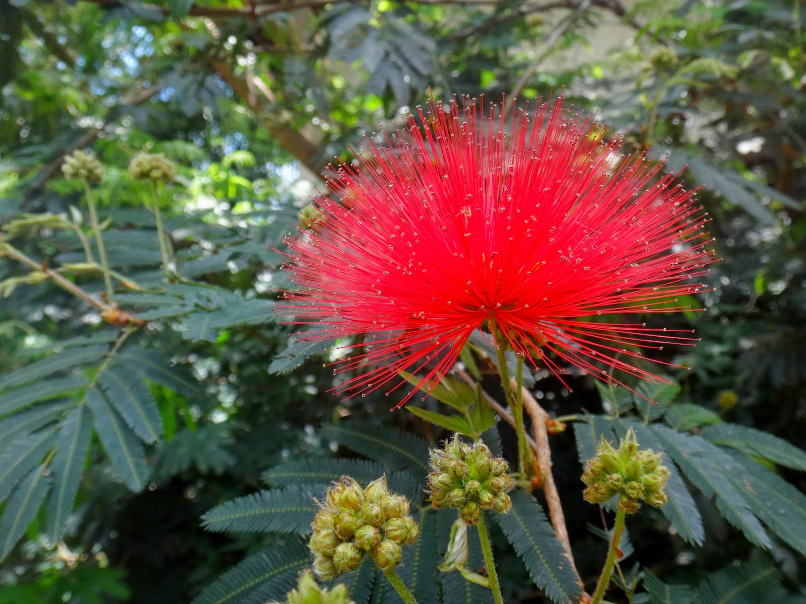 Uma flor por dia: Calindra tweedii