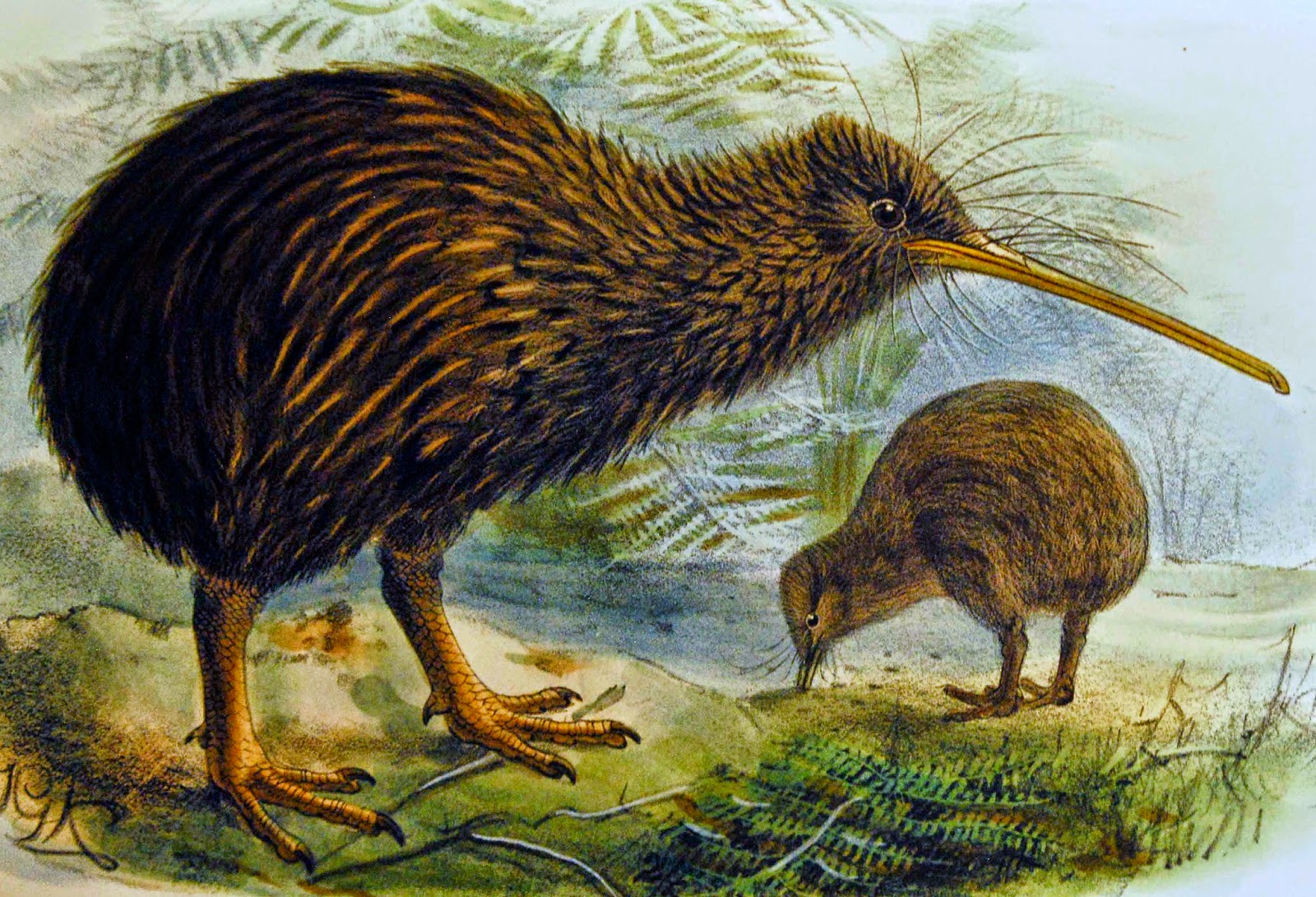 KIWI BIRD photos - wallpapers | the fun bank