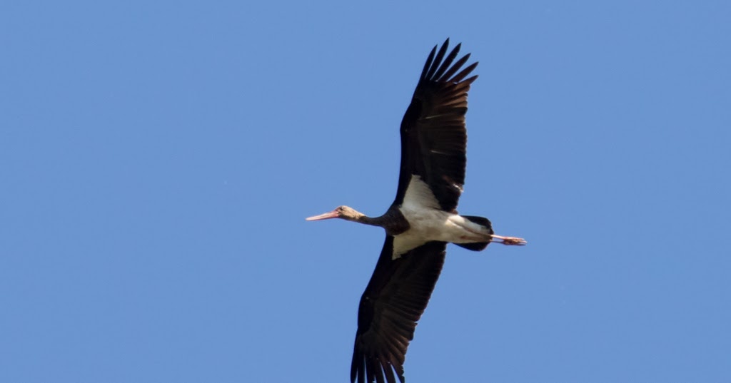 ©Jørgen Kabel: Sort Stork, Fyrvej