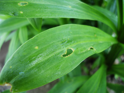 B&D Lilies Garden Blog: How to Control Slugs in your Lily Bulb Garden