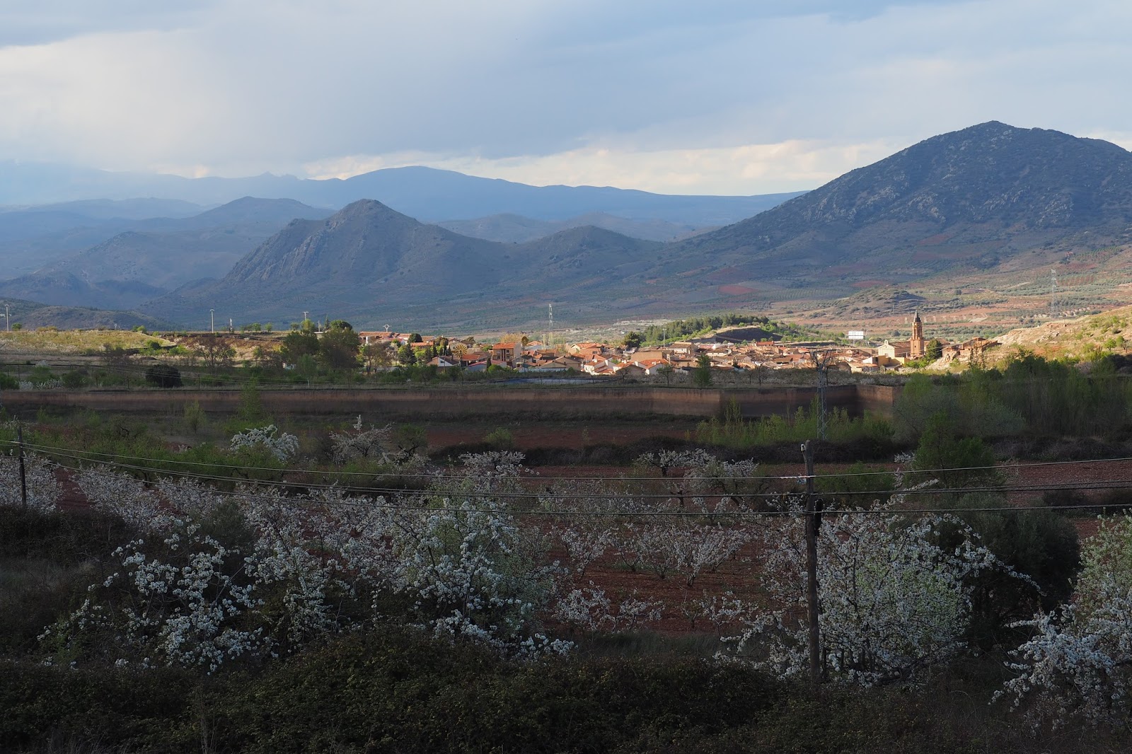 Cerezos en flor la Ibérica Zaragozana