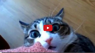 Gatti pazzi e divertenti. (video)