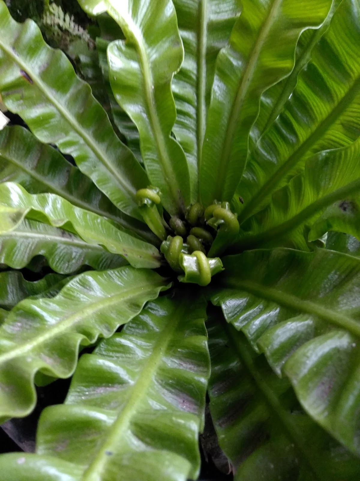 Terra e Sementes: Fetos