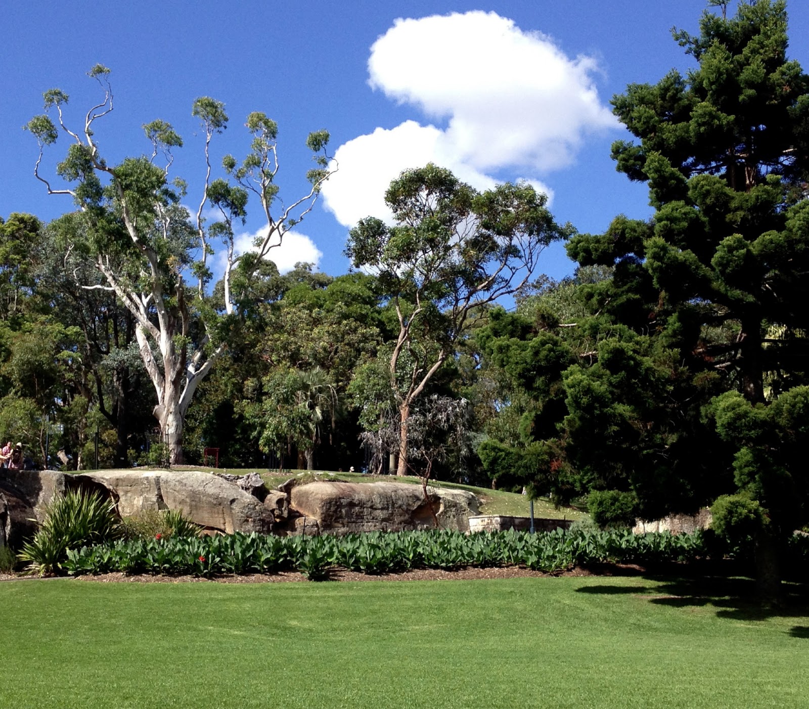 Arbor Day Aussie Style | SToNZ