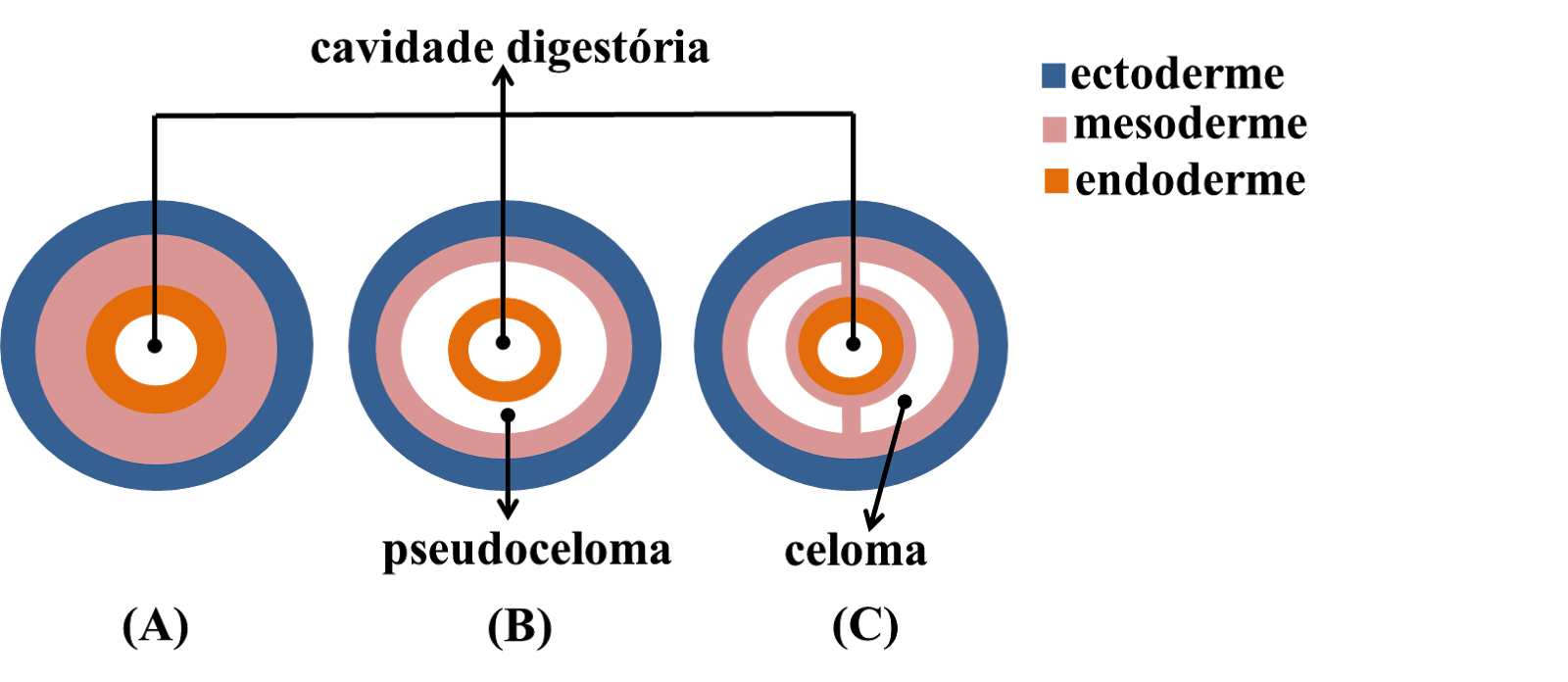 Resumo da Aula: 3º EM