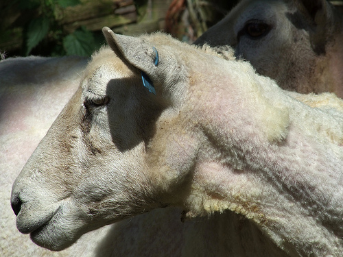 Dóér in die bosveld - fabels vir Afrika: Die weduwee en die skaap