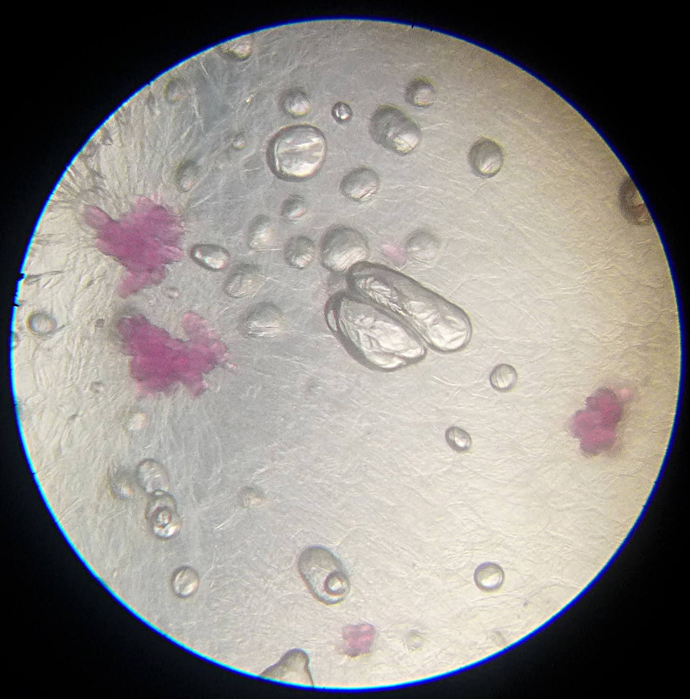 Biology 11 Lab : July 2013