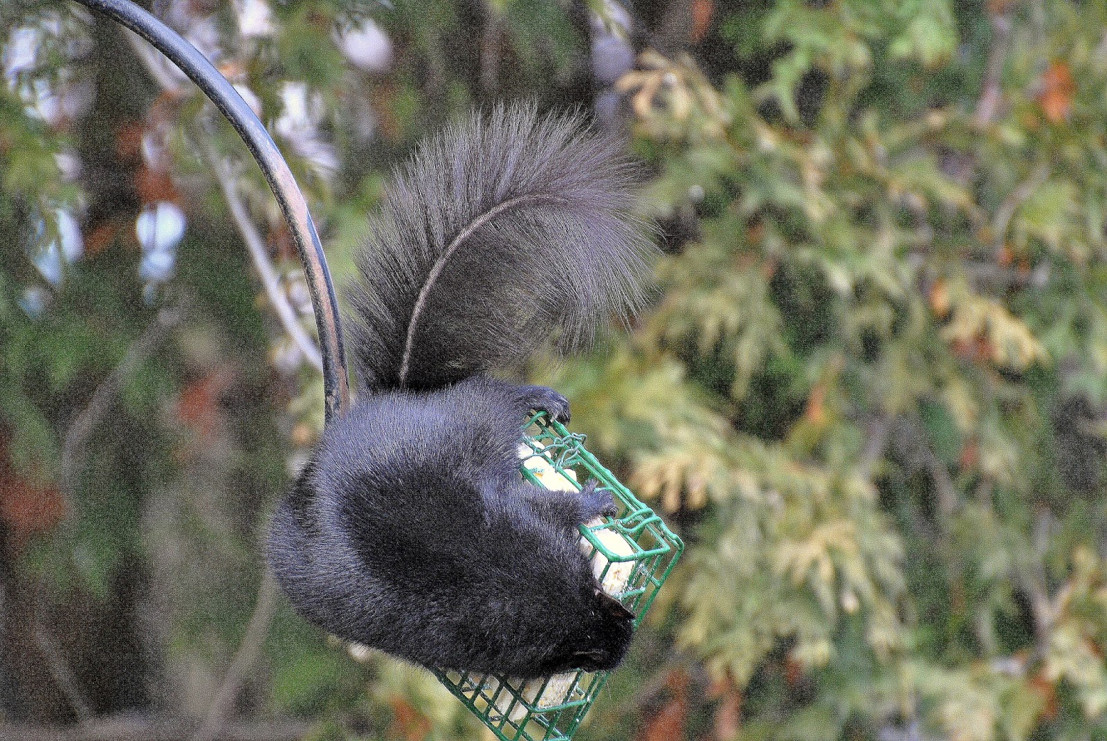 Camera on King & Aurora : Feeling squirrely