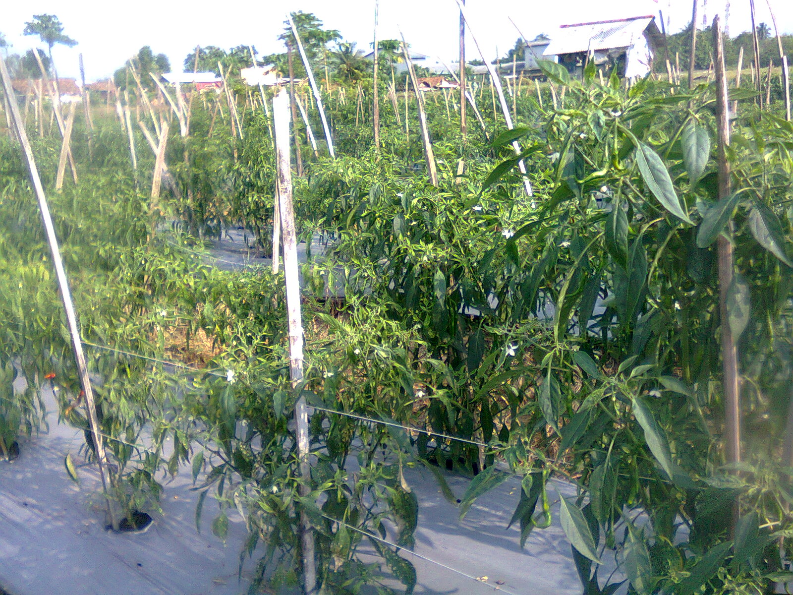 Cara Menentukan JARAK TANAM Pada Budidaya Tanaman Cabe - Tips Bertani Cabe