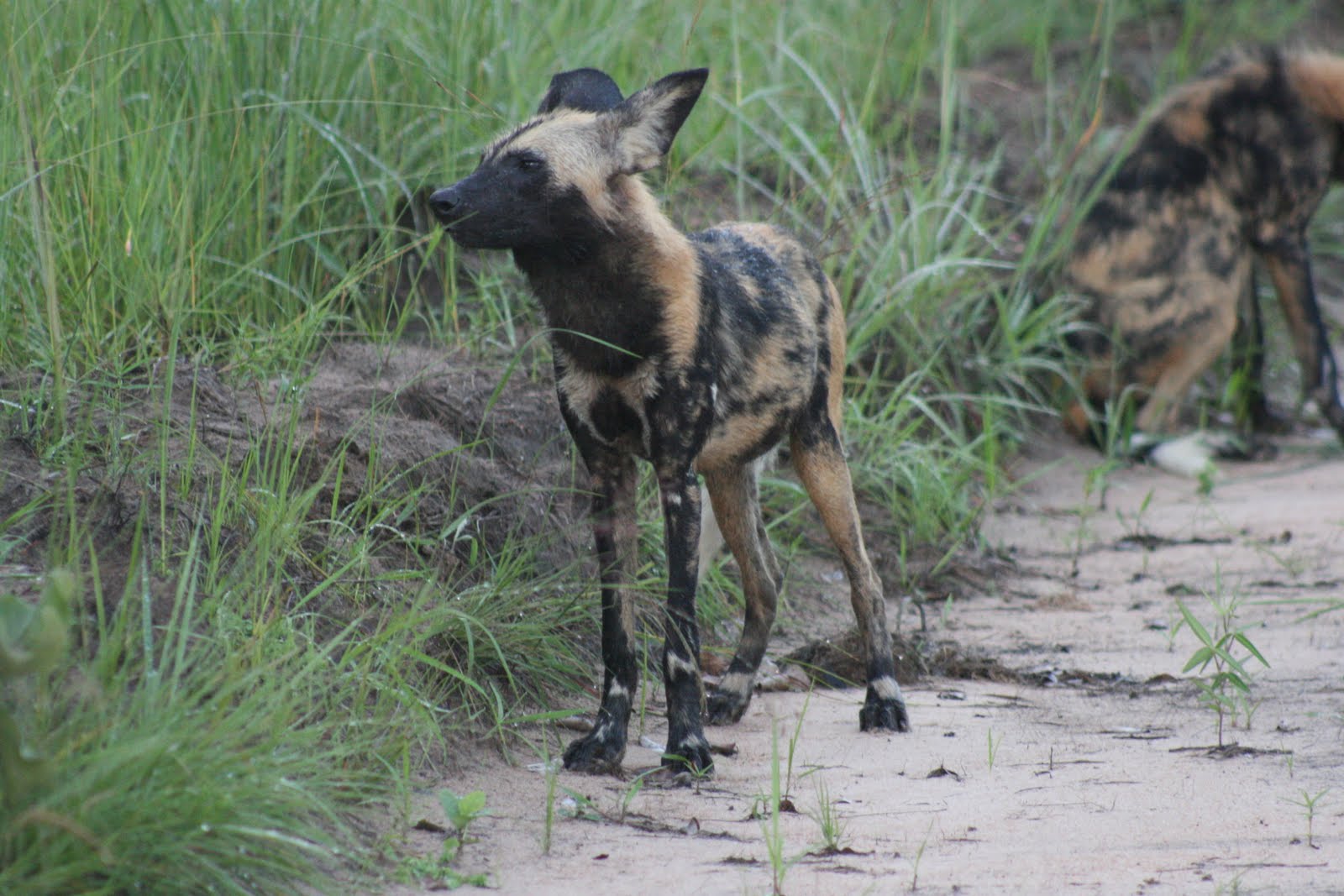 Carnivore Conservation Malawi: PAINTED DOG PICTURES FROM KASUNGU, MALAWI