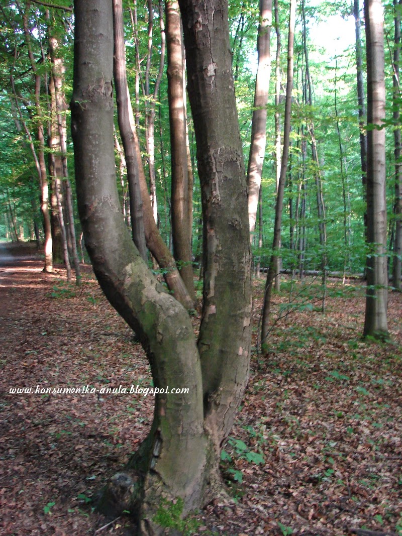 Anula bloguje... testy, opinie, medycyna, kulinaria i inne kreatywności ...