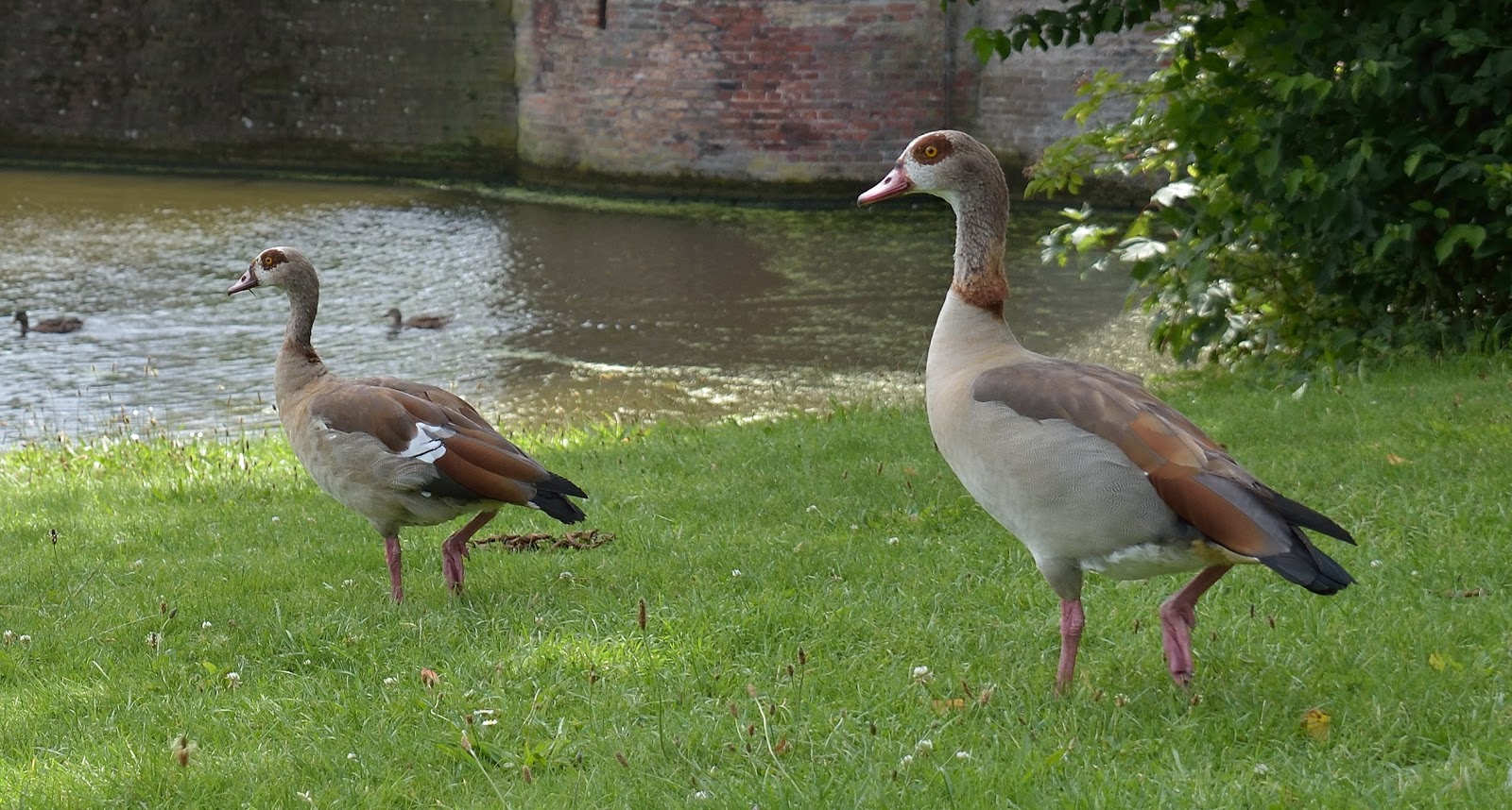 More Wings 'n Things: The Netherlands summer 2017: Geese