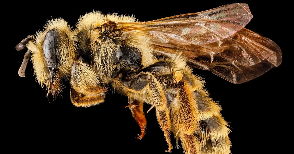 La abeja andrenidae: La Abeja Andrenidae