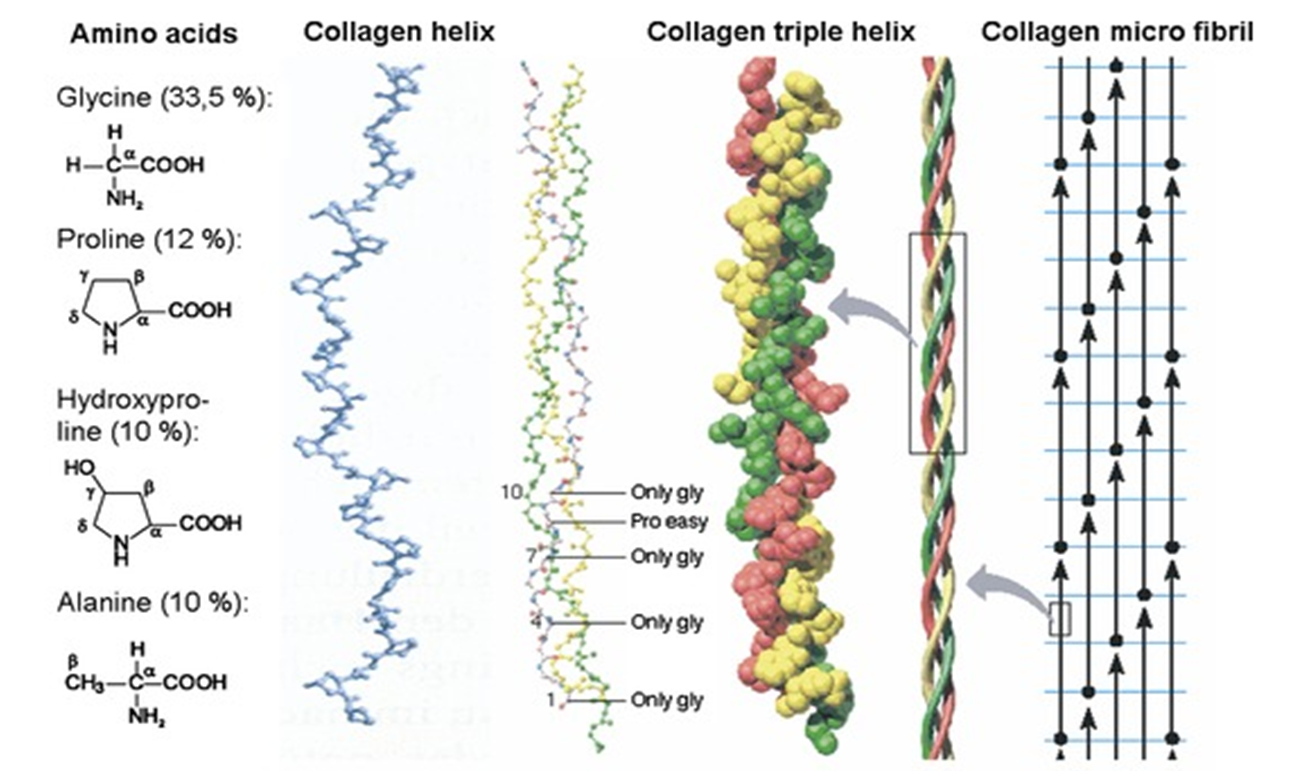 kebaikan alam semulajadi: Kenali Kolagen