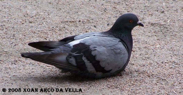 XOAN ARCO DA VELLA: A POMBA NA NOSA CULTURA