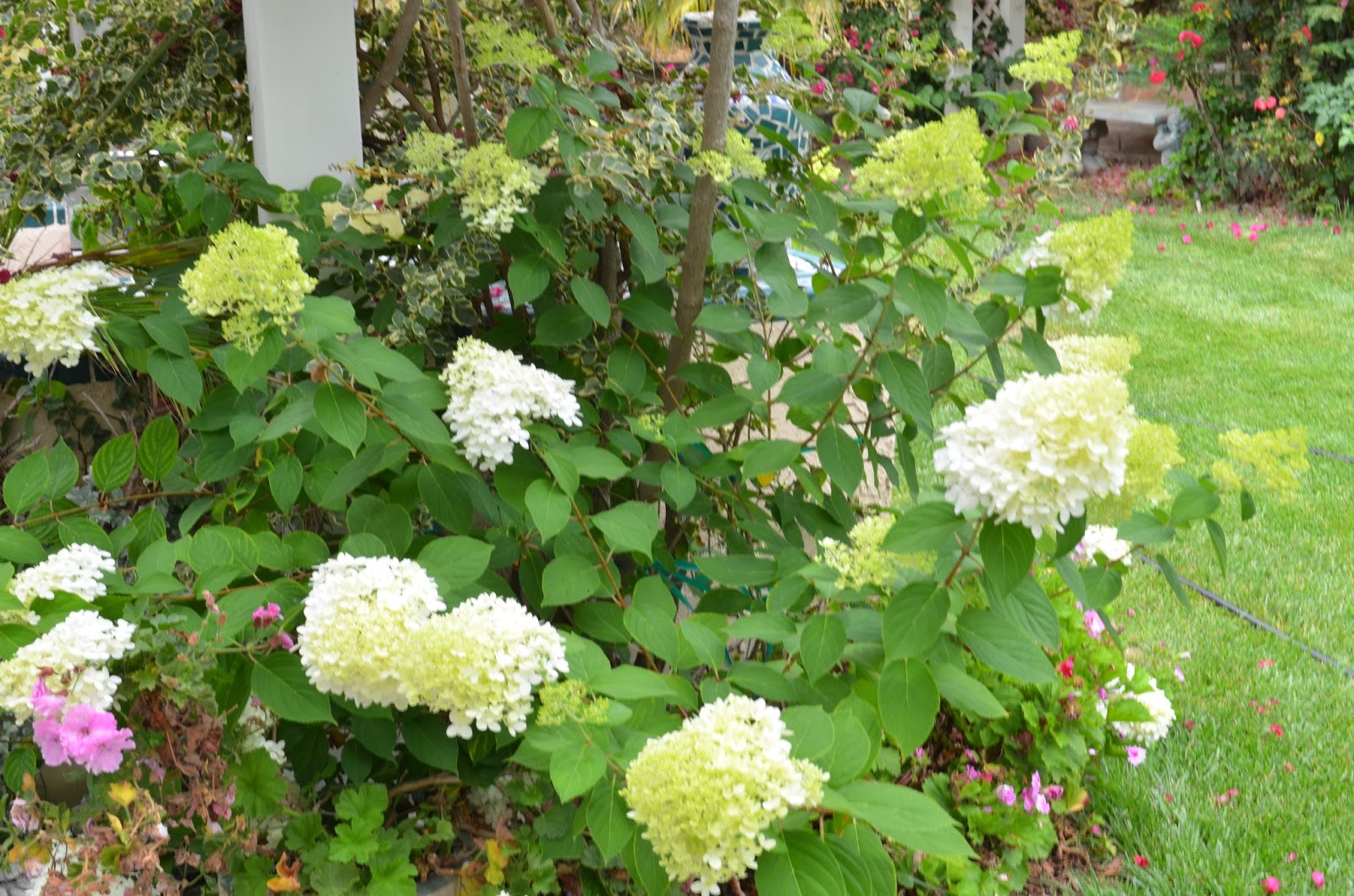 Entertaining From an Ethnic Indian Kitchen: Hydrangeas around the farm