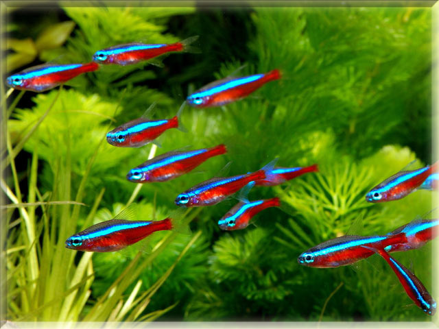 Freshwater Fish Names Starting With N | Animals Name A To Z