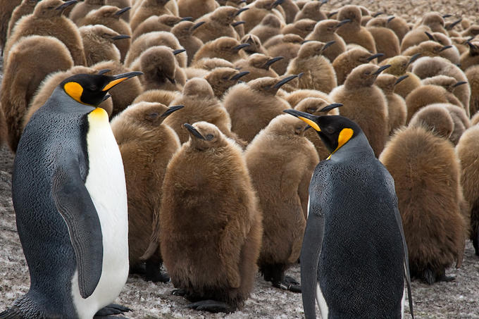 Animal Unique: King Penguin