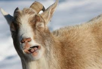 Augoeides: Billy Goat Curse Officially Broken