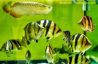 Ikan Tiger a.k.a Tiger Fish - Akuarium Ikan Hias