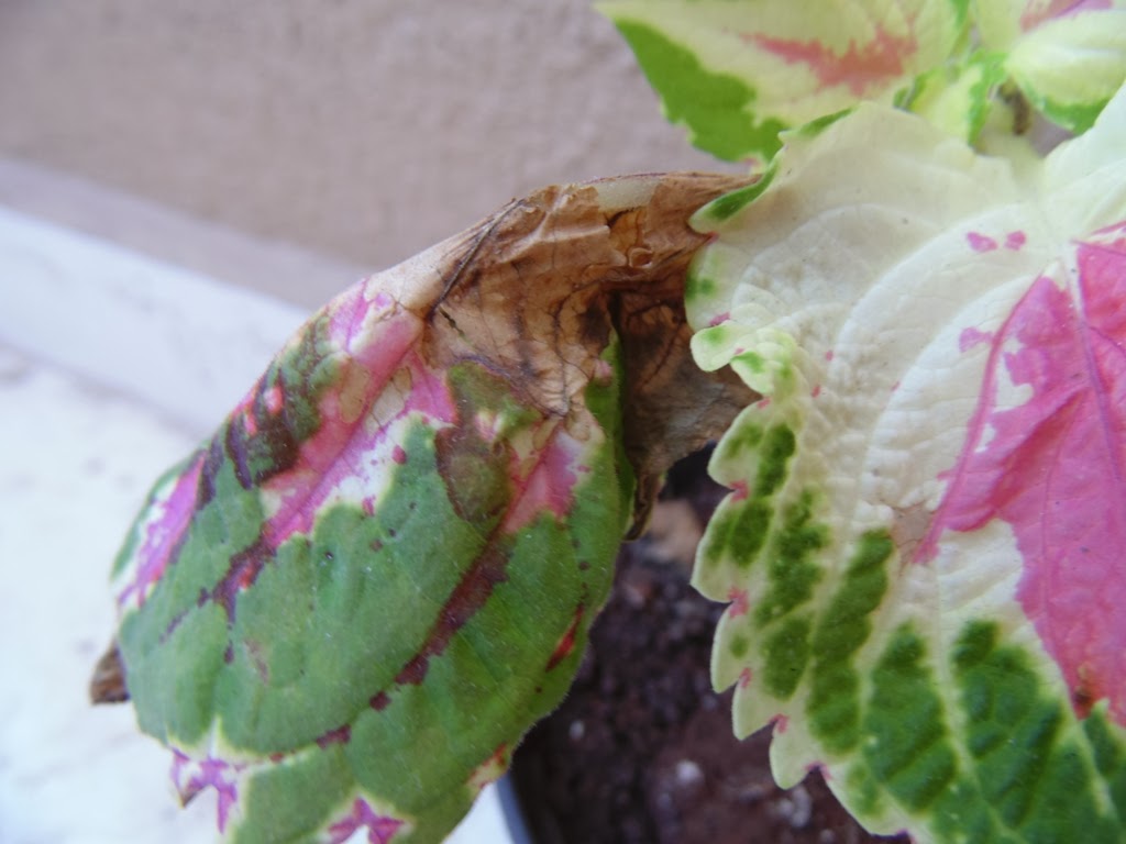 Best Tips for growing Coleus at Home ~ INDOOR HOUSE PLANT GUIDE