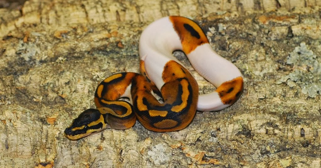 NaturaWest: Pitone Reale