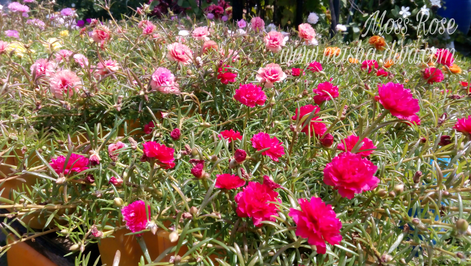 Rumah Bunga Neisha: Tips Agar Tanaman Moss Rose Hijau dan Segar