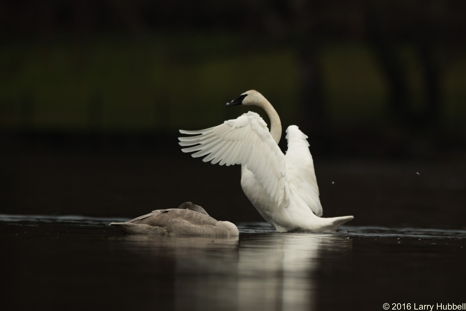 Union Bay Watch : The World's Largest Swans