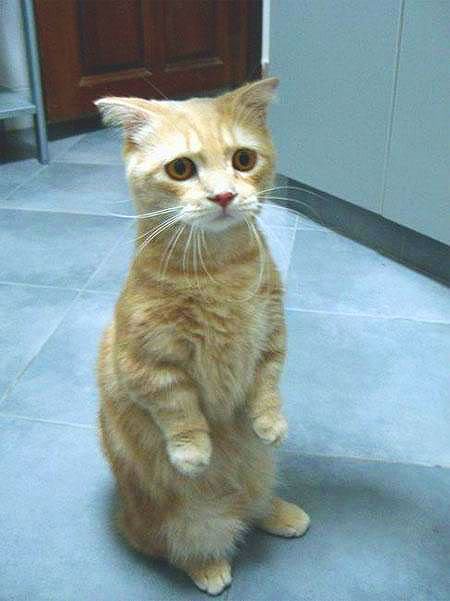 13 Foto Imut Kucing Sedang Berdiri | Nyatanya.Com
