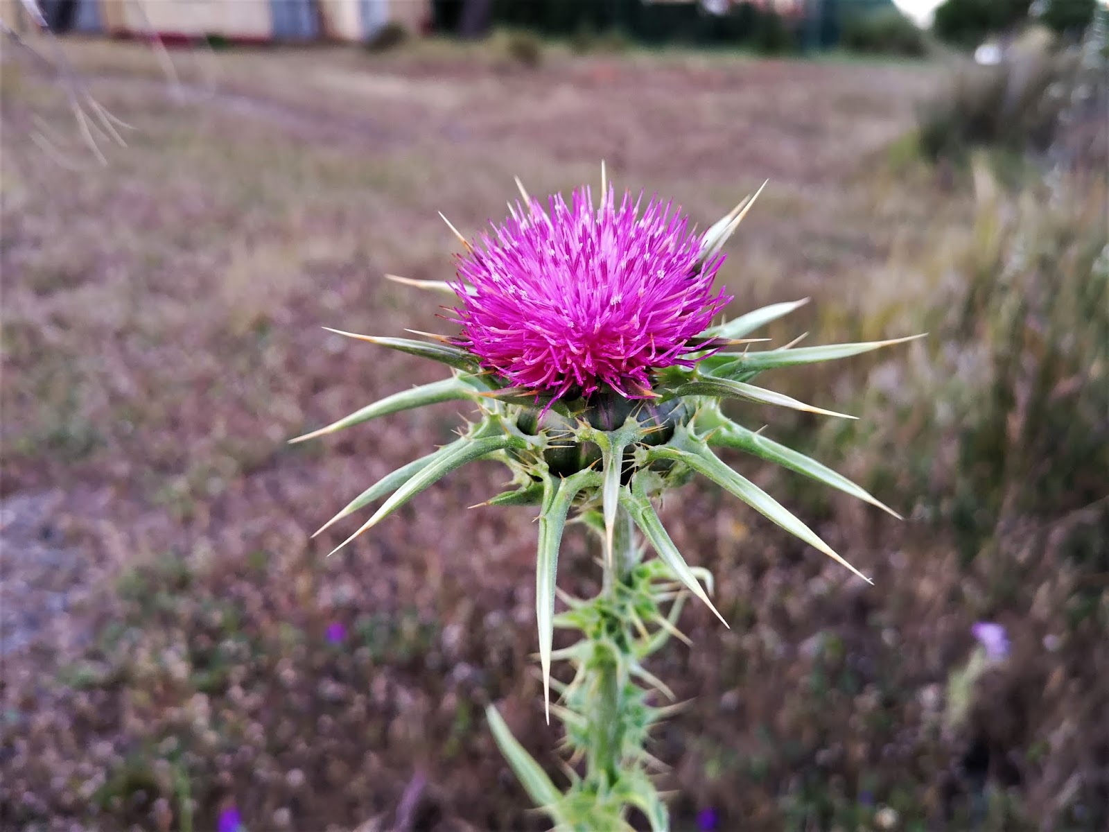 La acequia: Una flor de cardo mientras regreso.
