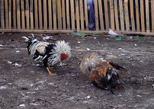 zhoenia immortal: Tajen - Sabung ayam BALI