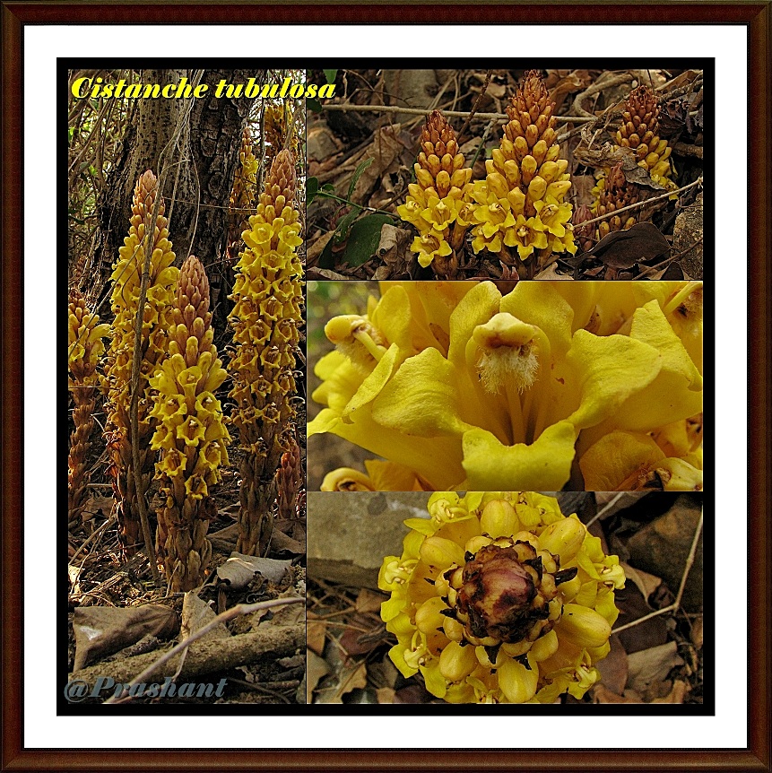 Cistanche_tinctoria_Grupo botánico cantábrico