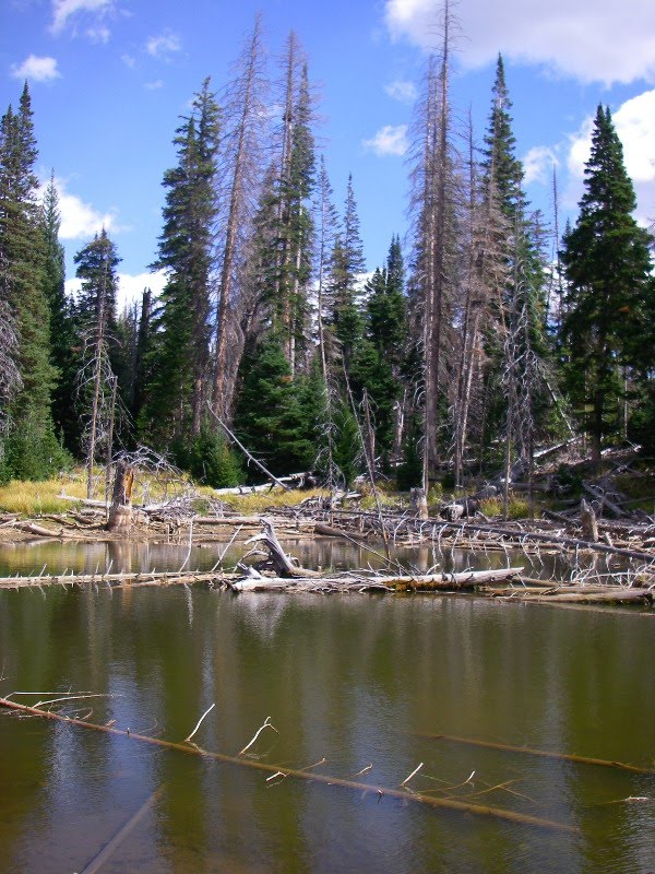 Utah Water Log: Miller Flat Road
