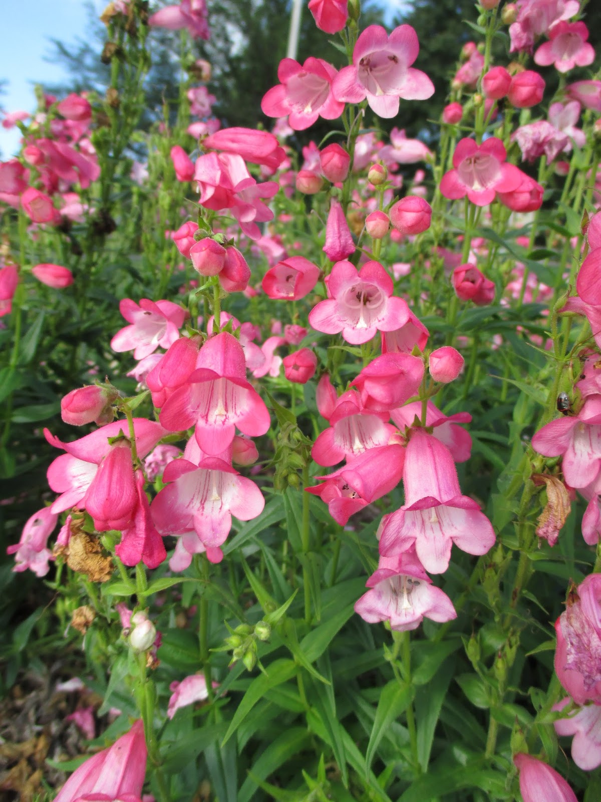 Rotary Botanical Gardens - Hort Blog: Penstemon for Hummingbirds!