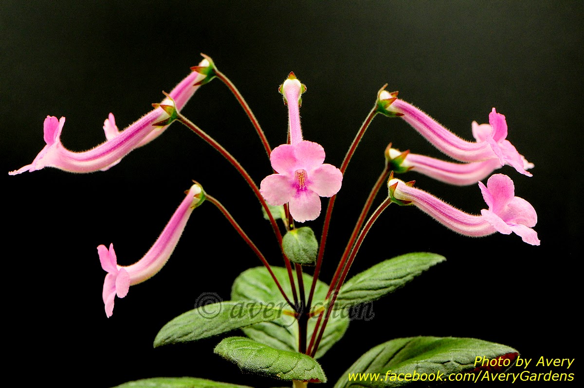 Avery Gardens: A few of my mini Sinningia flower in winter time