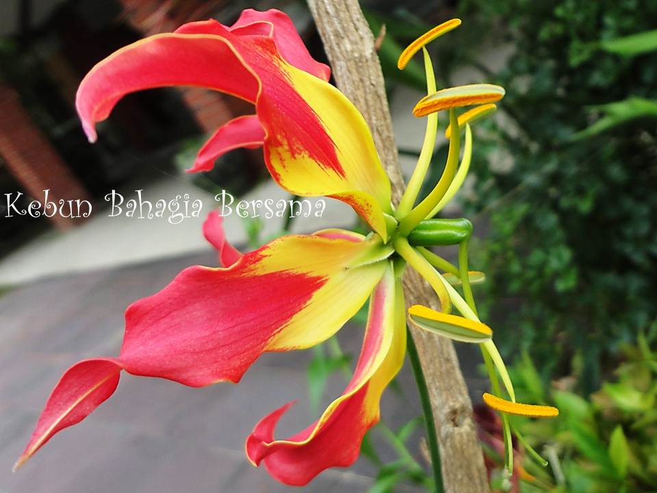 Kebun Bahagia Bersama: Gloriosa Lily Rothschildiana (Sunway pick up barang)