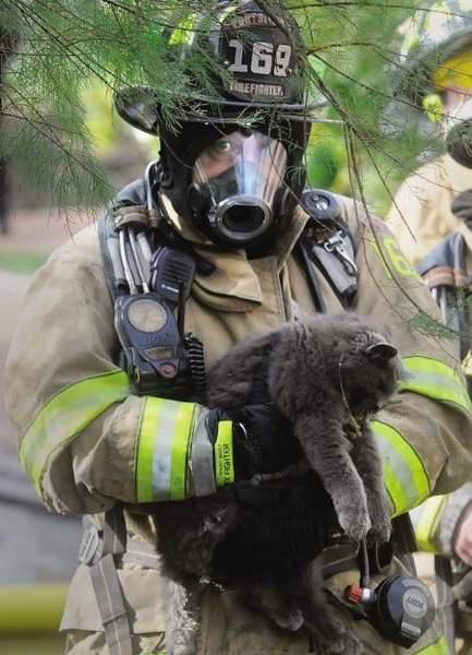 Pudicat Blog: Tiki Bear, 17-Year-Old Cat Rescued By Firefighters